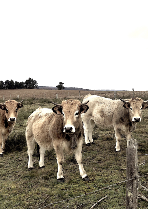 Faisons le pari d’être heureux - étapes de travail - Théâtre Jérôme Savary